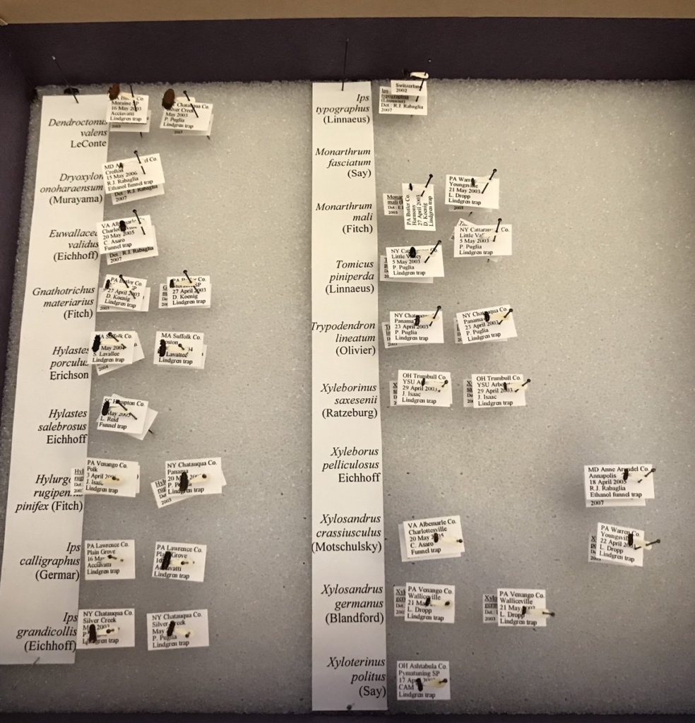 Southern Pine Beetle - Southeastern Massachusetts Pine Barrens Alliance